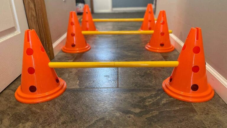 How To Use Cavaletti For Dogs: Help Your Dog Enjoy Exercise!