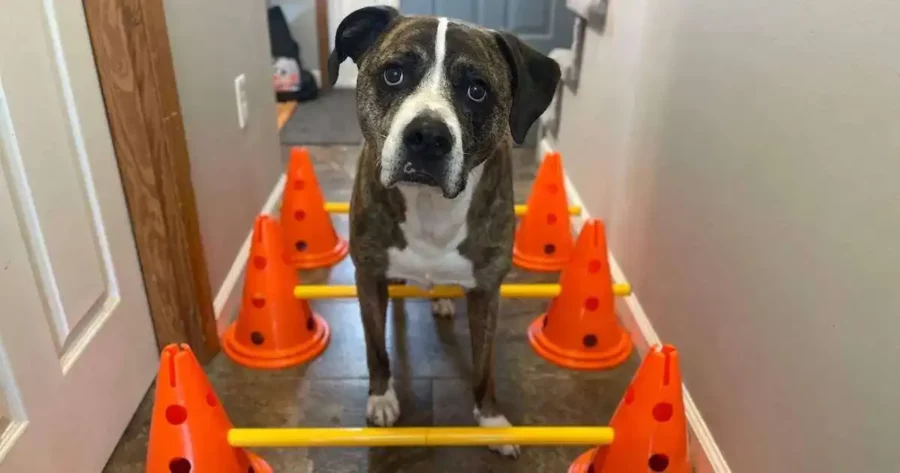 How To Use Cavaletti For Dogs: Help Your Dog Enjoy Exercise!