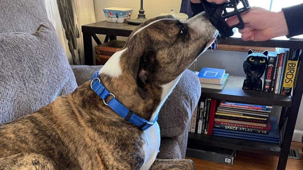 5 Easy Steps For Muzzle Training Your Dog