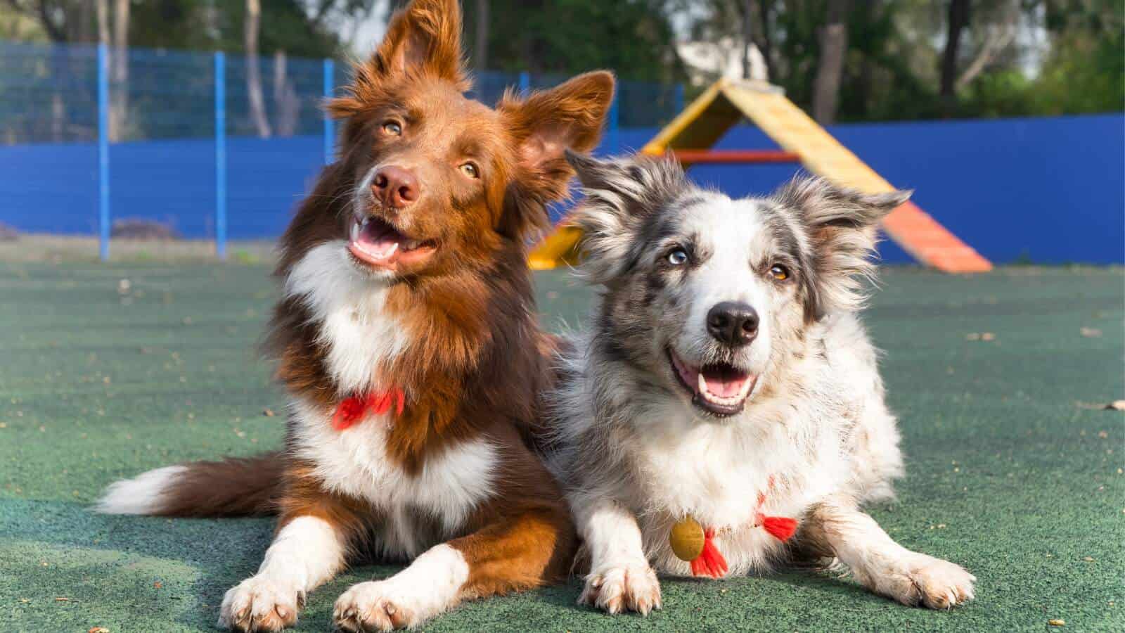 DIY Dog Agility Equipment: 7 Cheap & Easy Options