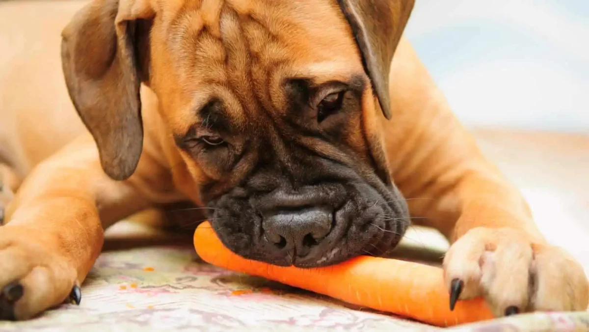 Fruits And Vegetables Dogs Can Eat: 35 Safe Options